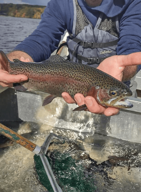 CT Resumes Stocking Trout, Salmon - New England Boating